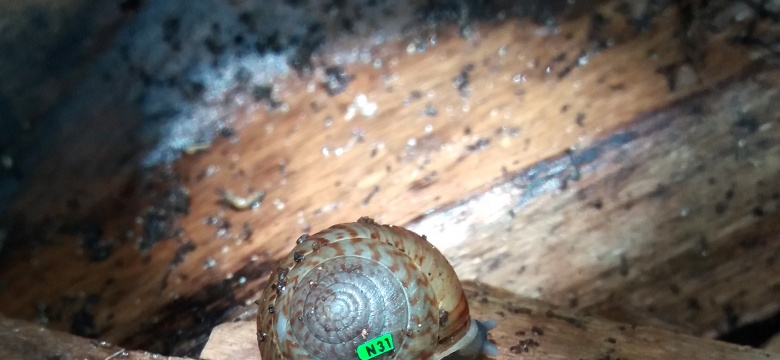4000 Endemic Bermuda Land Snails Repatriated to Bermuda | Government of ...