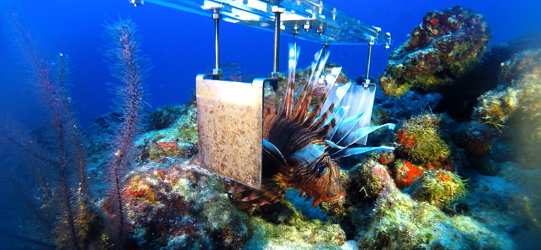 Bermuda's lionfish experts to feature on PBS Newshour | Government of ...